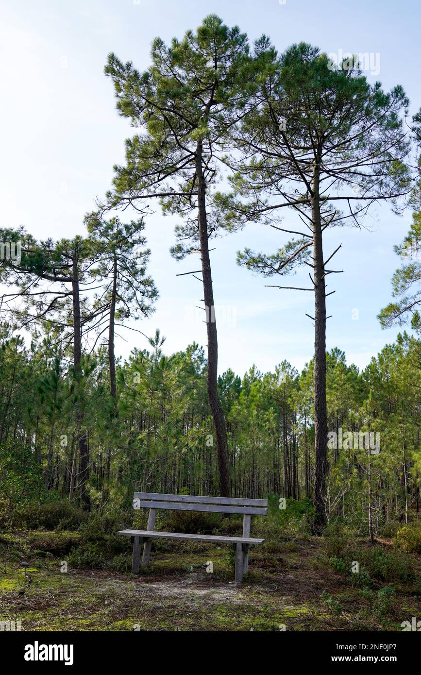 wood bench in the park overlooking lake beach in wild wooden pines ...