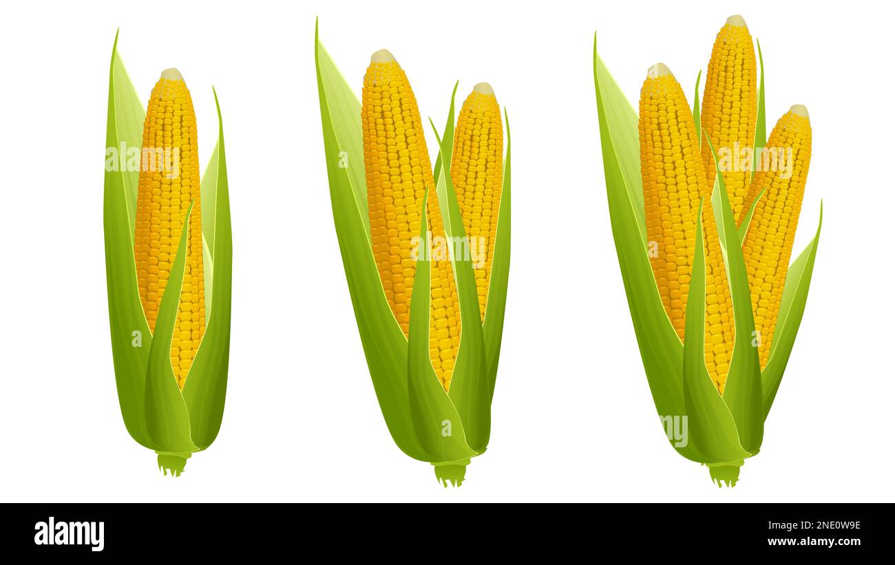 Set of ripe corn cobs with golden grains and green leaves isolated on ...