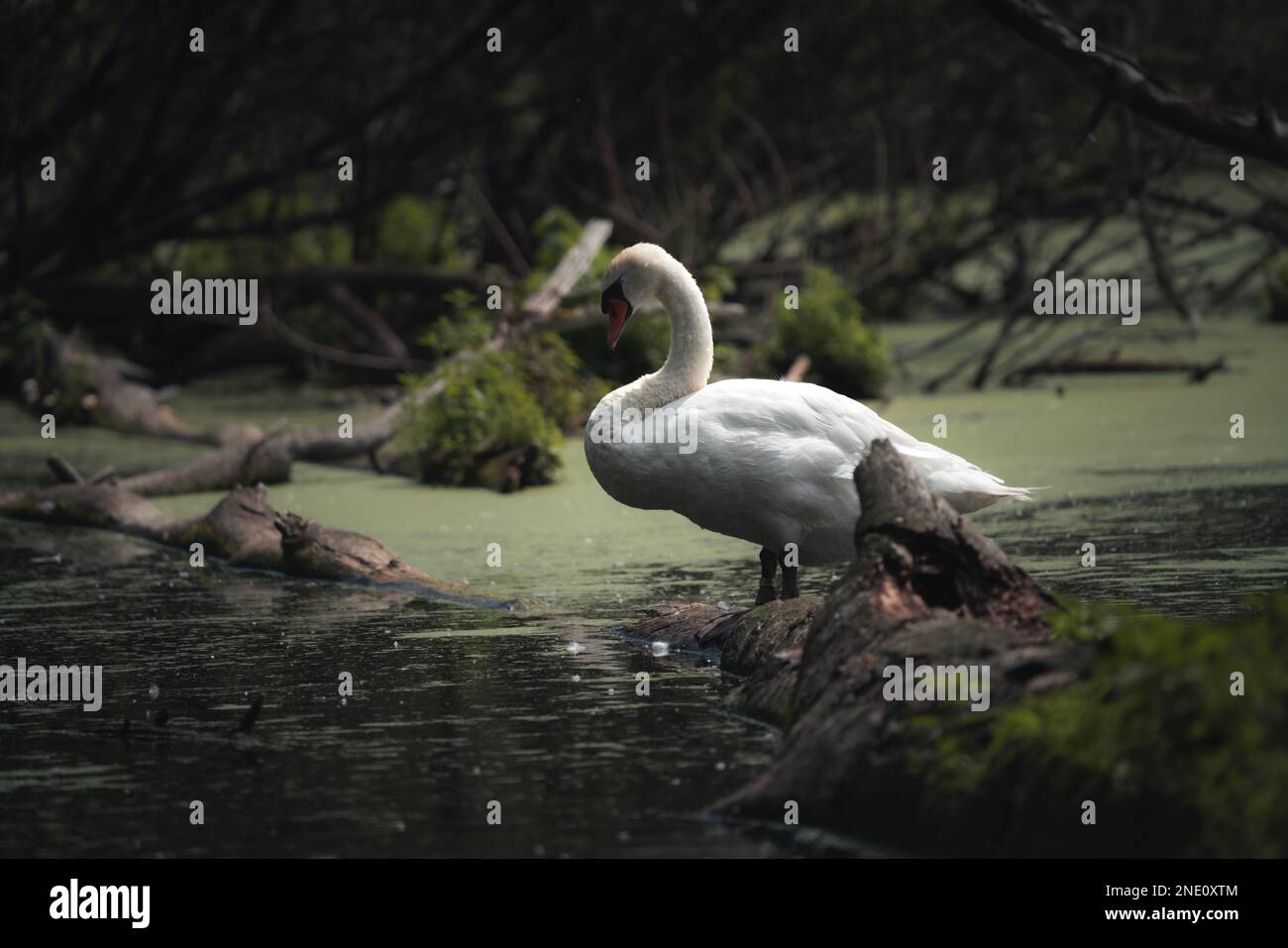 Swan neck moss hi-res stock photography and images - Alamy
