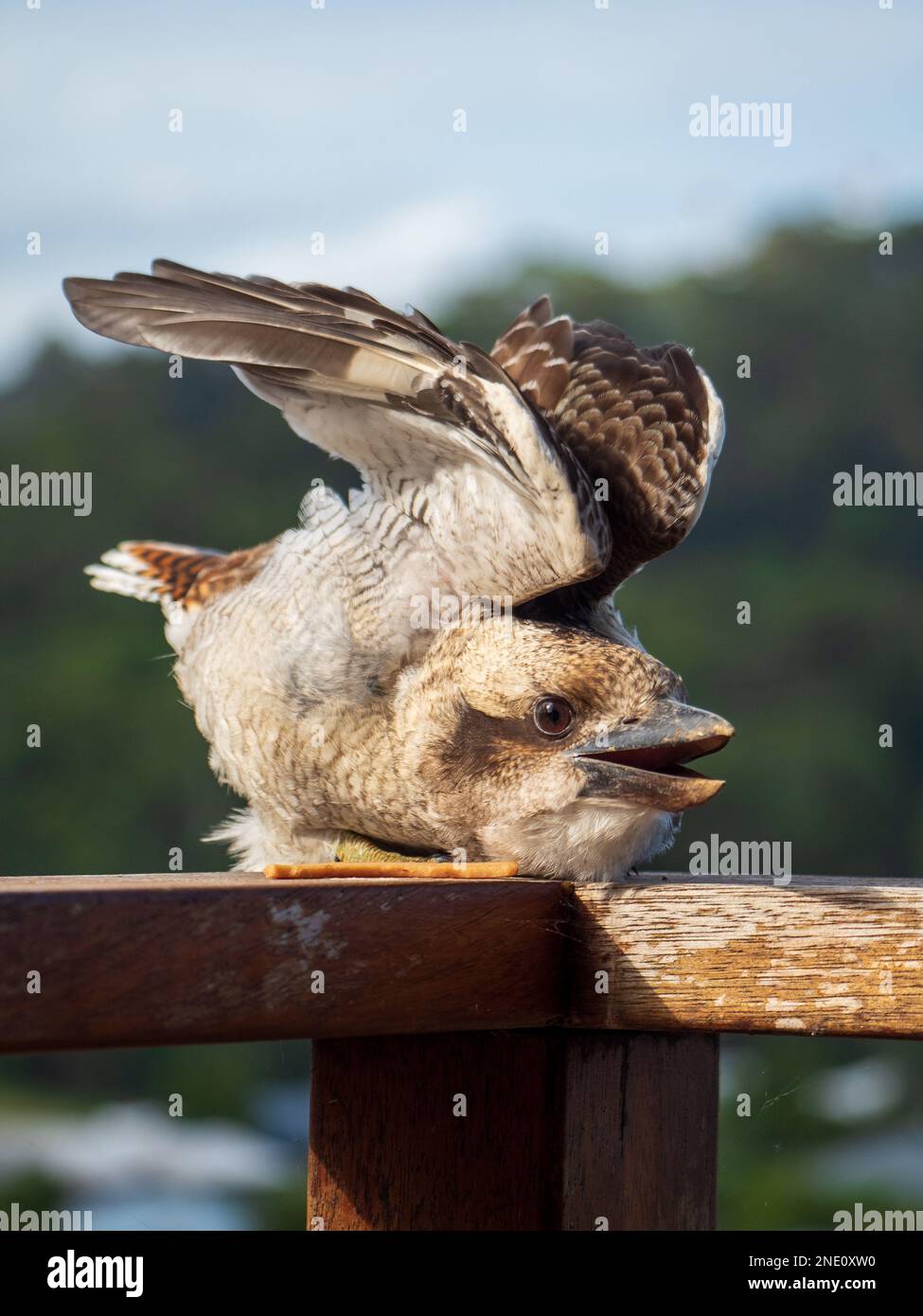 A kookaburra, Australian native bird, leaning forward wings raised ...