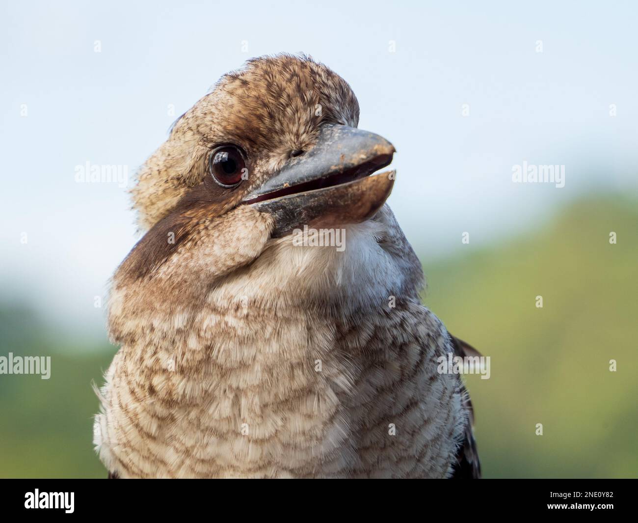 Portrait of a kookaburra, iconic Australian bird Stock Photo - Alamy