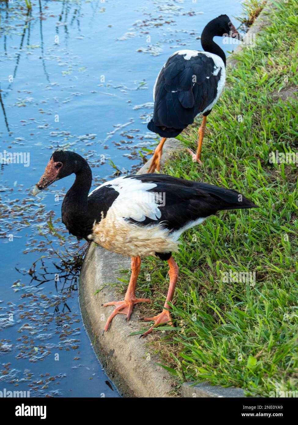 Magpie geese, Anseranas semipalmata, standing by the edge of the water ...