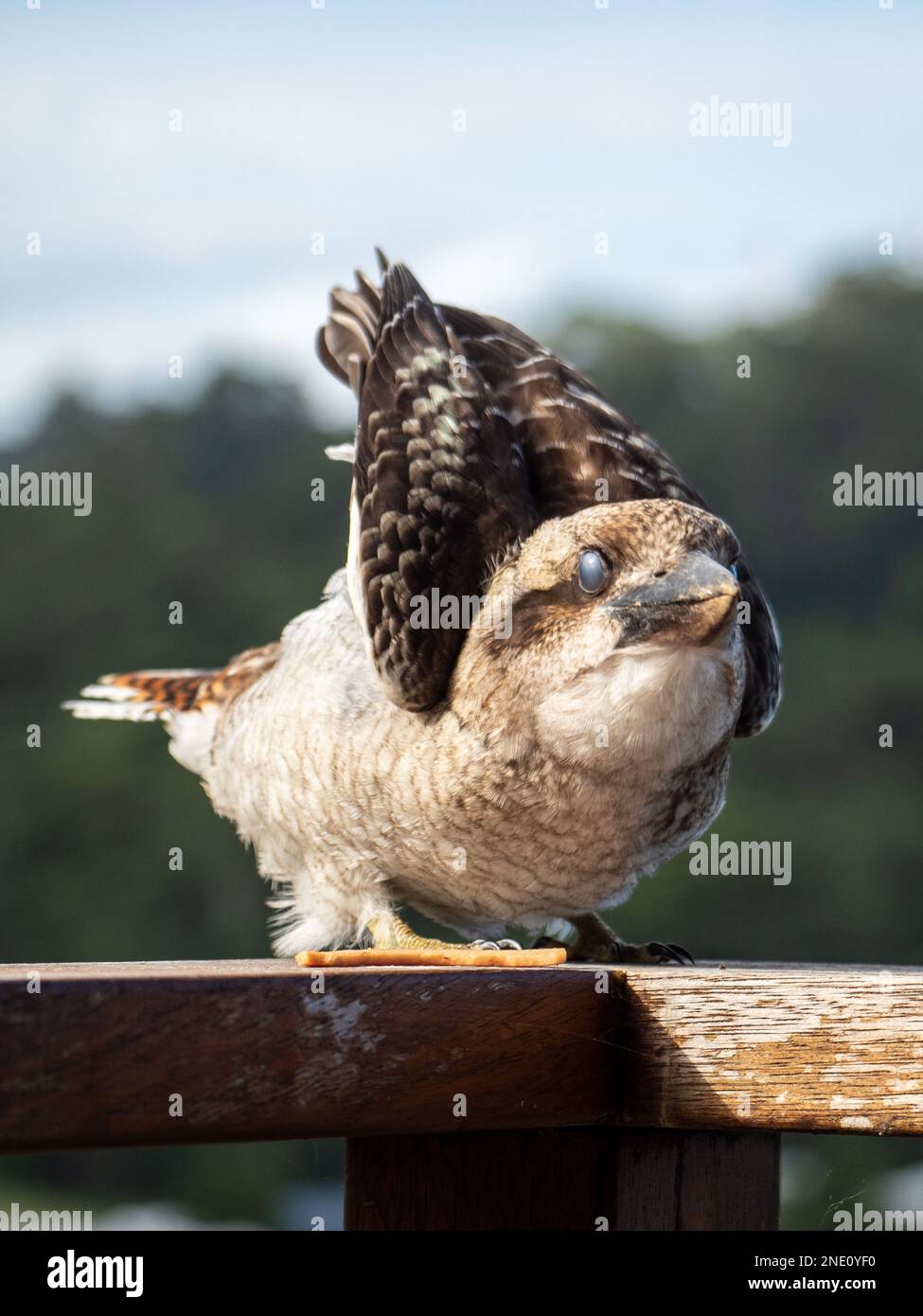 A kookaburra, Australian native bird, leaning forward wings raised as ...