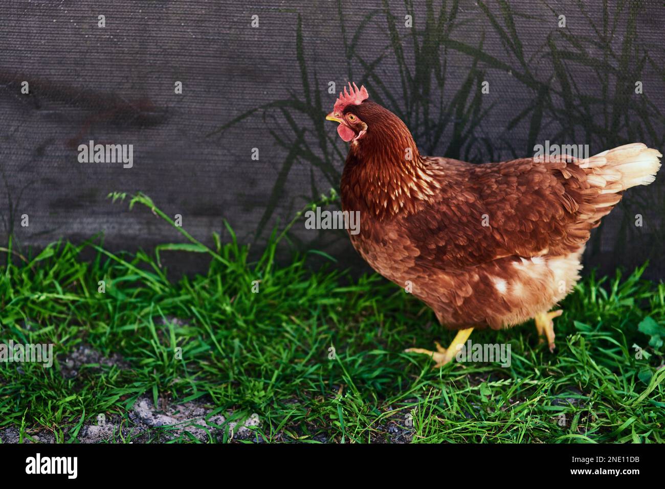 Hell let you know when its time. a rooster on a farm Stock Photo - Alamy