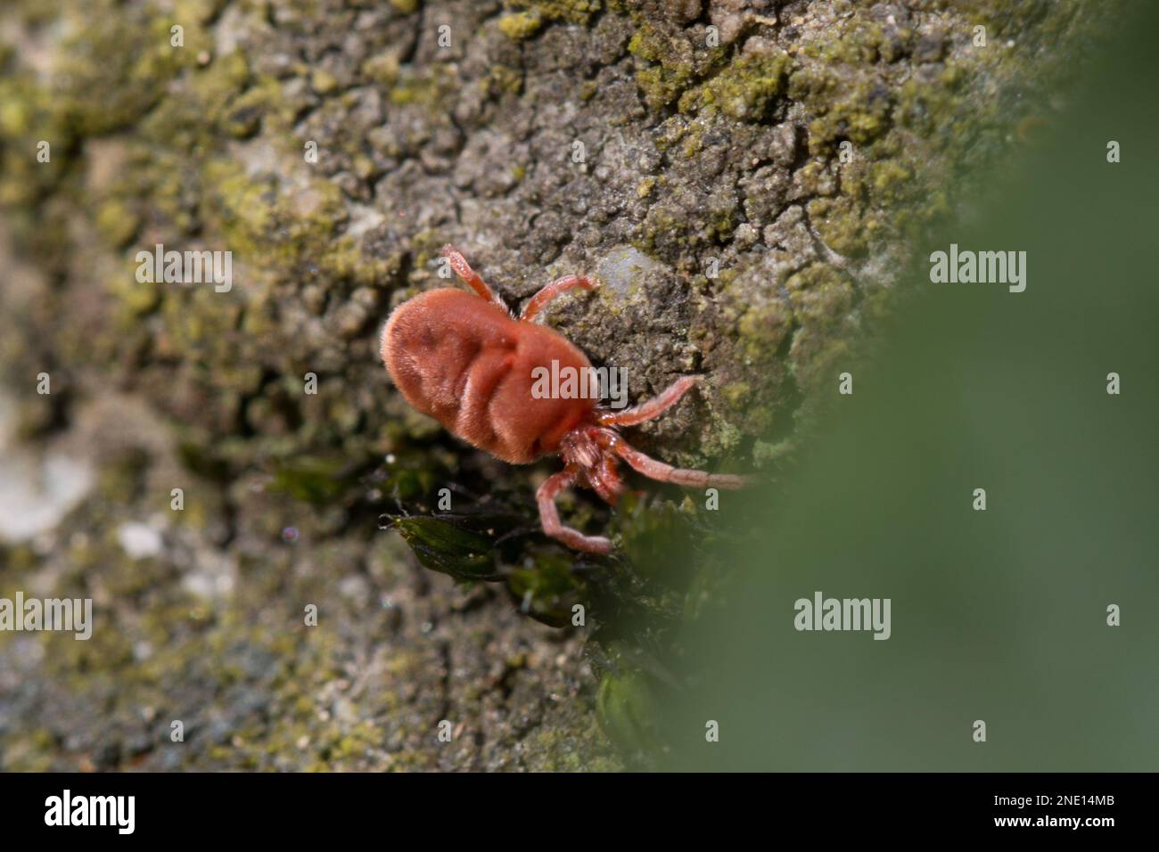 A close-up of a red Trombidium holosericeum mite Stock Photo - Alamy