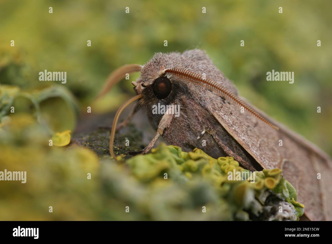 Natural frontal closeup on the Common Quaker owlet moth, Orthosia ...