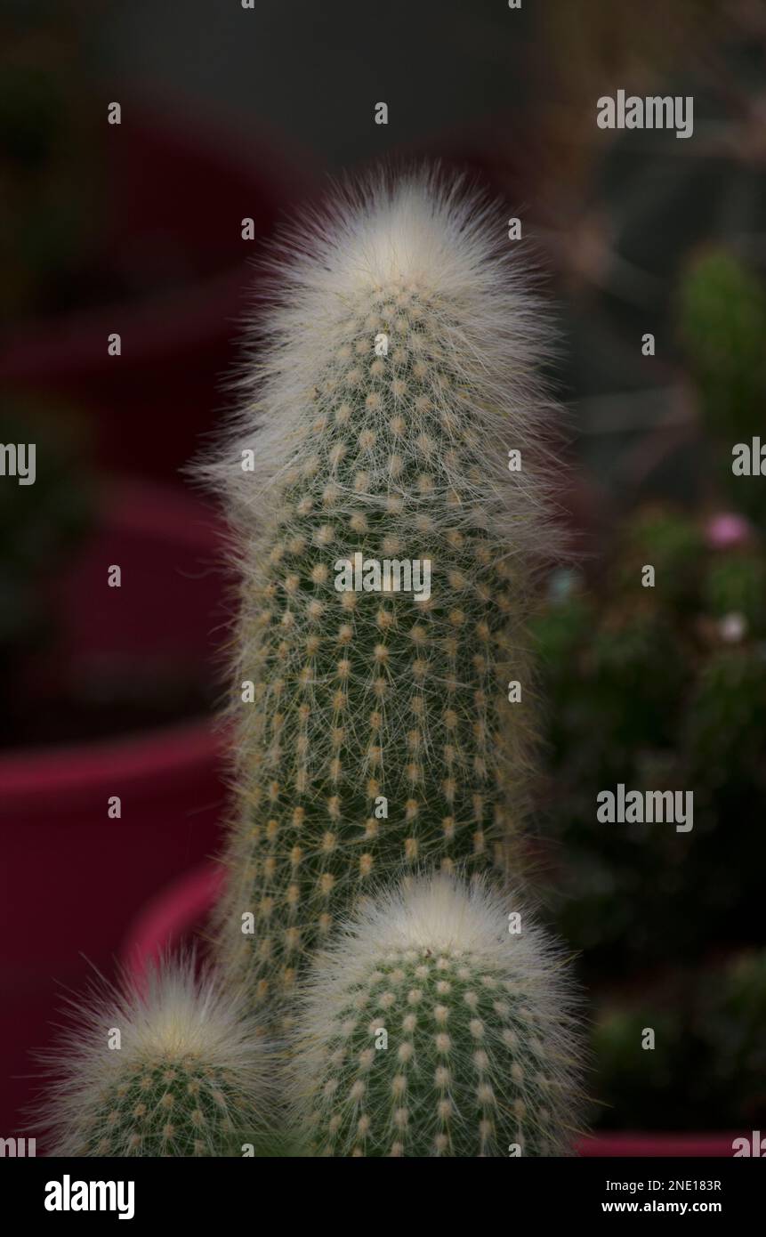 A closeup of a cactus with white spines, elongated and green. phallic ...