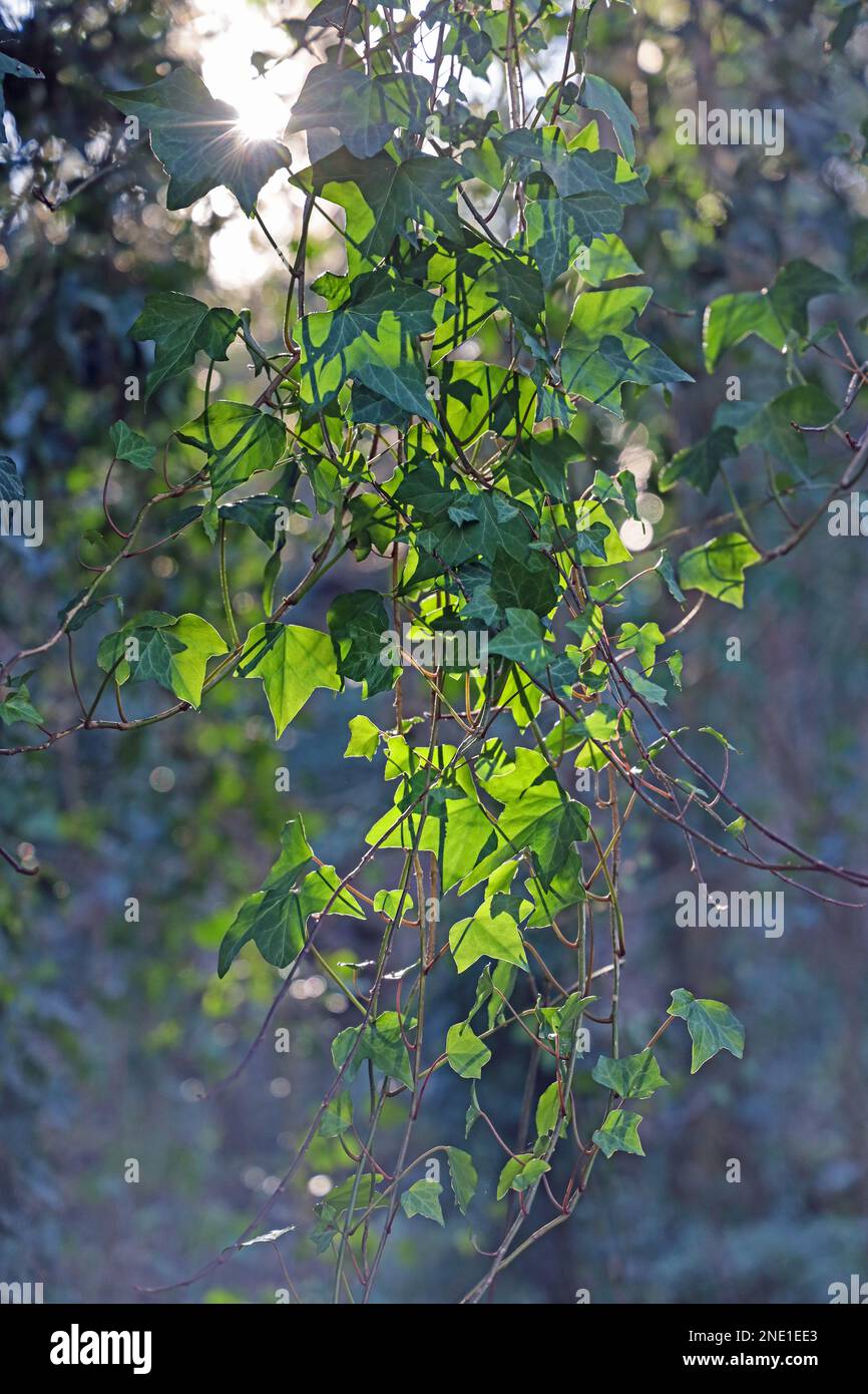 Ivy back lit and trailing from a tree, upright image with a small ...