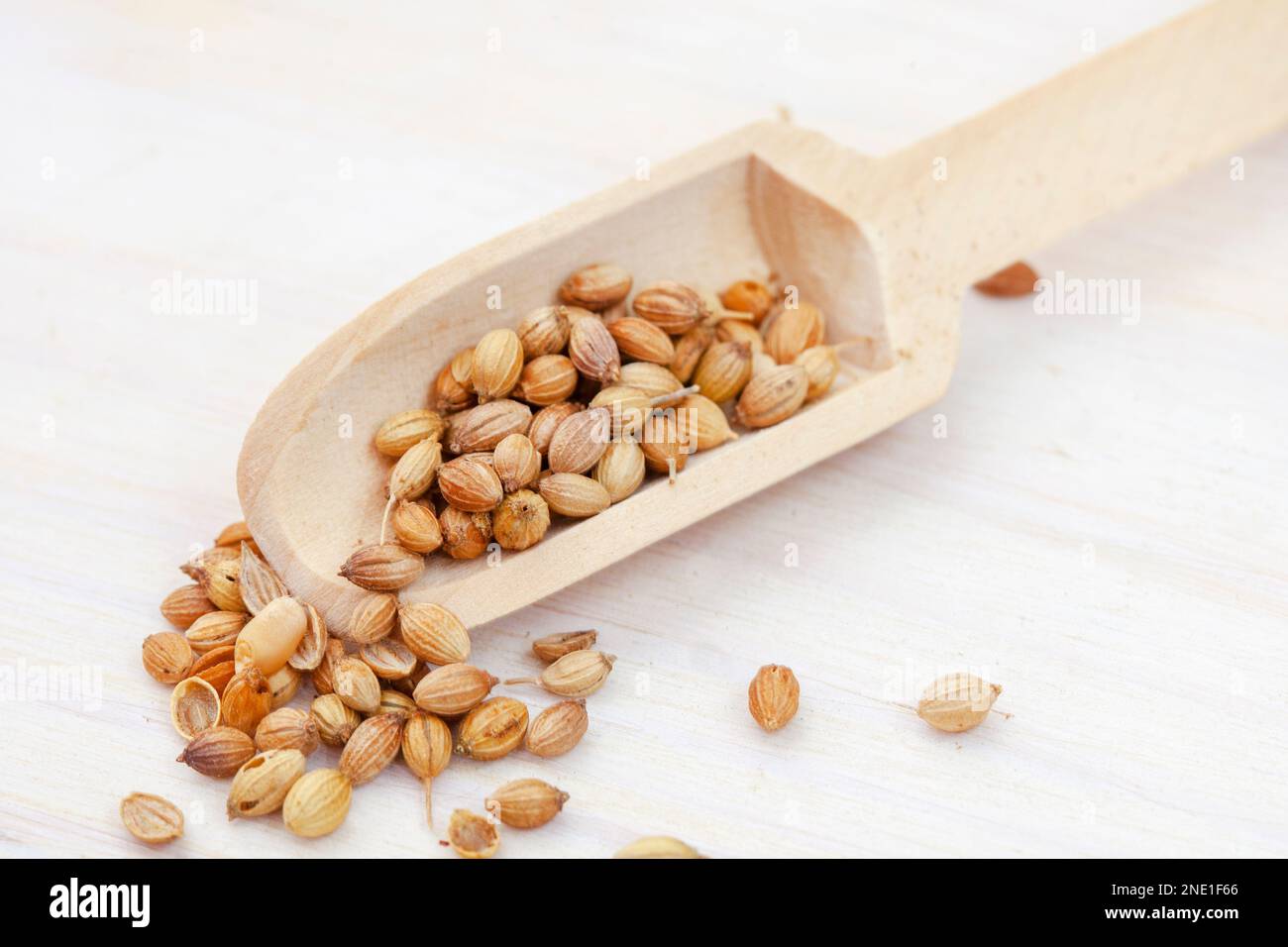 wooden scoop of dried coriander seeds on light wood Stock Photo - Alamy