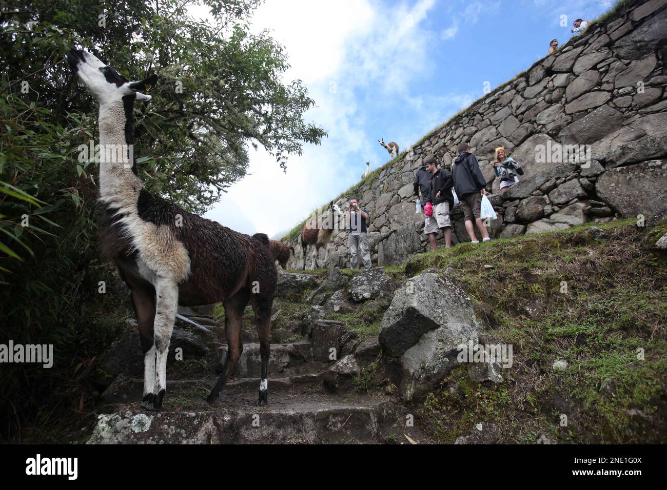 Llamas graze as tourist visit the citadel of Machu Picchu in Cuzco ...