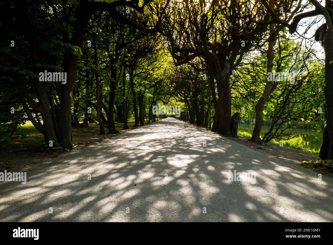 Green trees in two sides of walkway in the park on sunny day in autumn ...