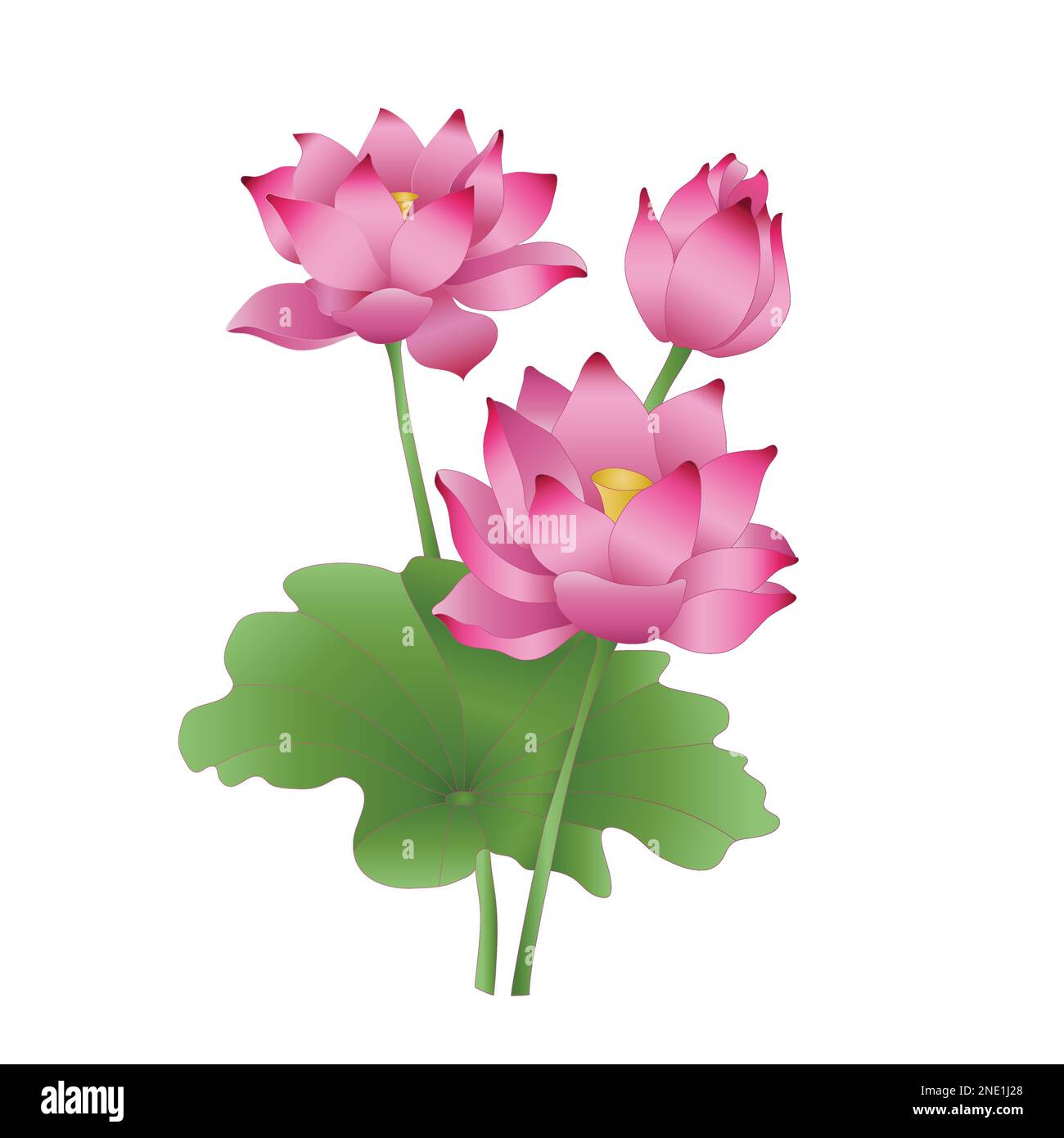 Stages of lotus flower Stock Vector Images - Alamy