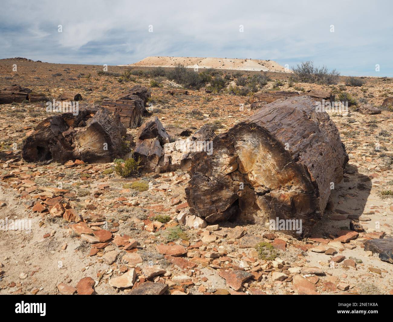 Parque nacional bosques petrificados de jaramillo hi-res stock ...