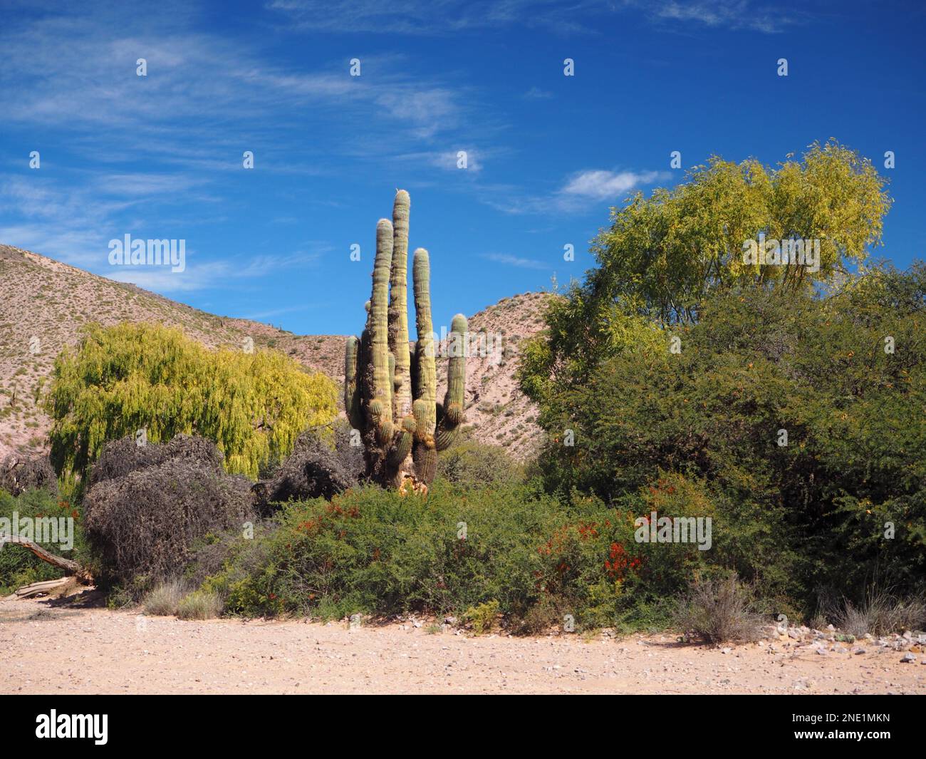 Quebrada de humahuaca gorge argentina hi-res stock photography and ...