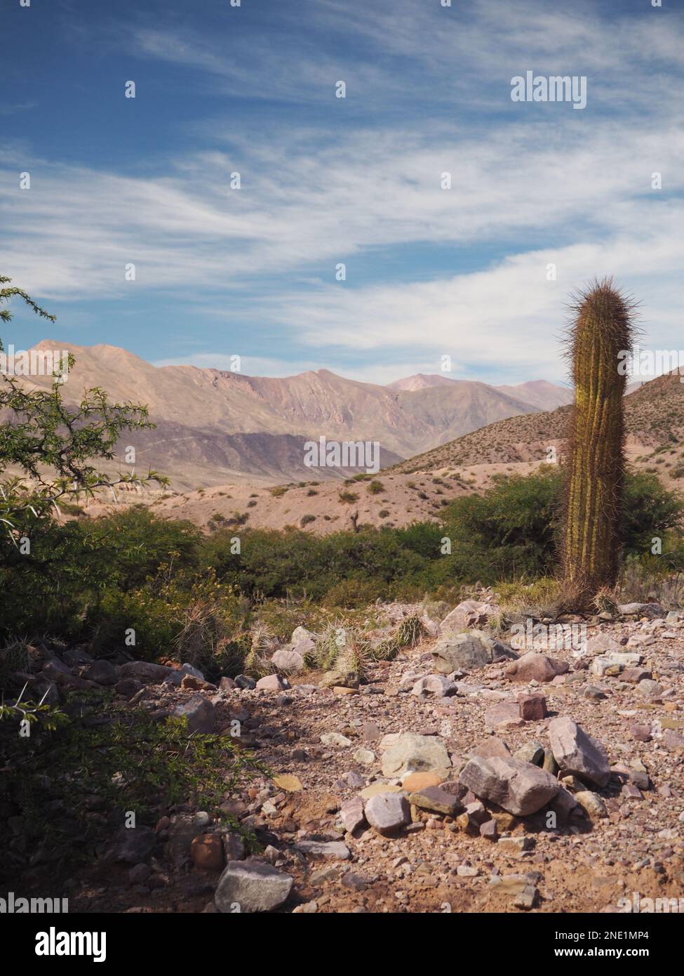 Cardones cactus with mountains in the background in Humahuaca gorge ...
