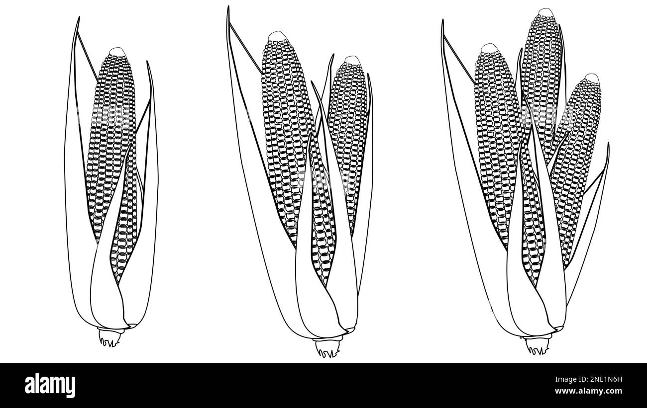 Outline set of ripe corn cobs with grains and leaves isolated on white ...