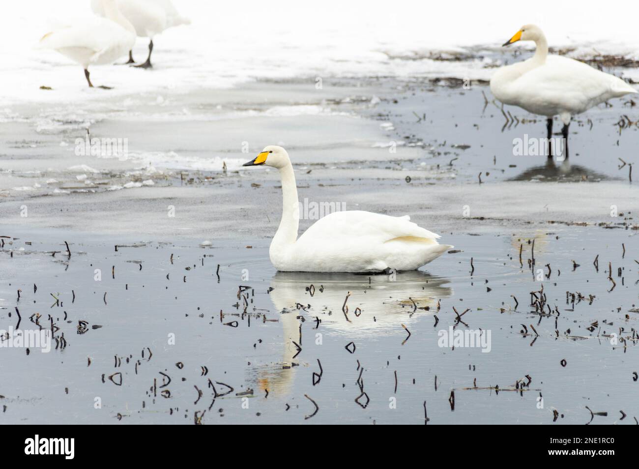 Swans playing in snow in Lofoten Stock Photo - Alamy