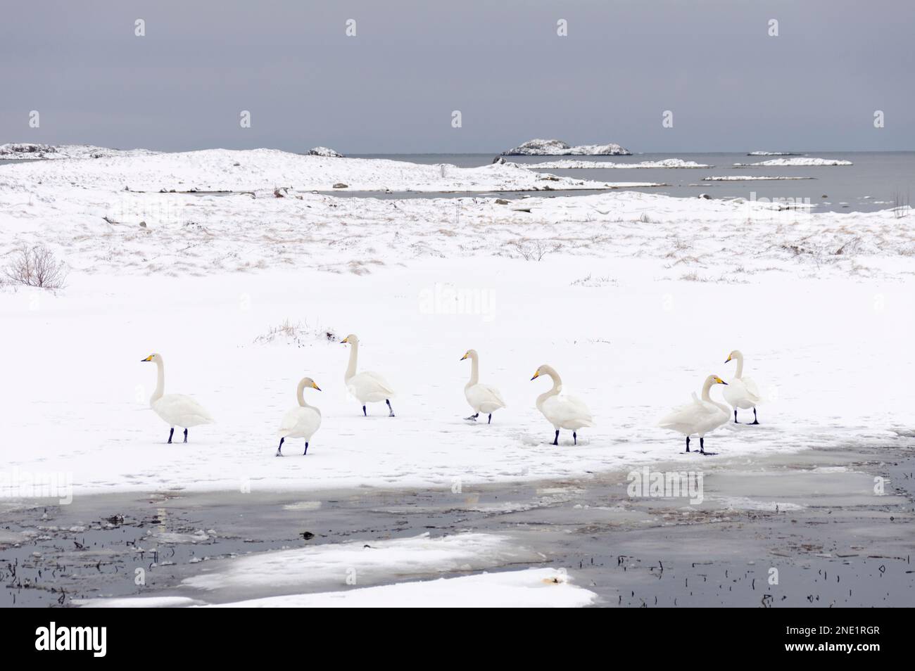 Swans playing in snow in Lofoten Stock Photo - Alamy