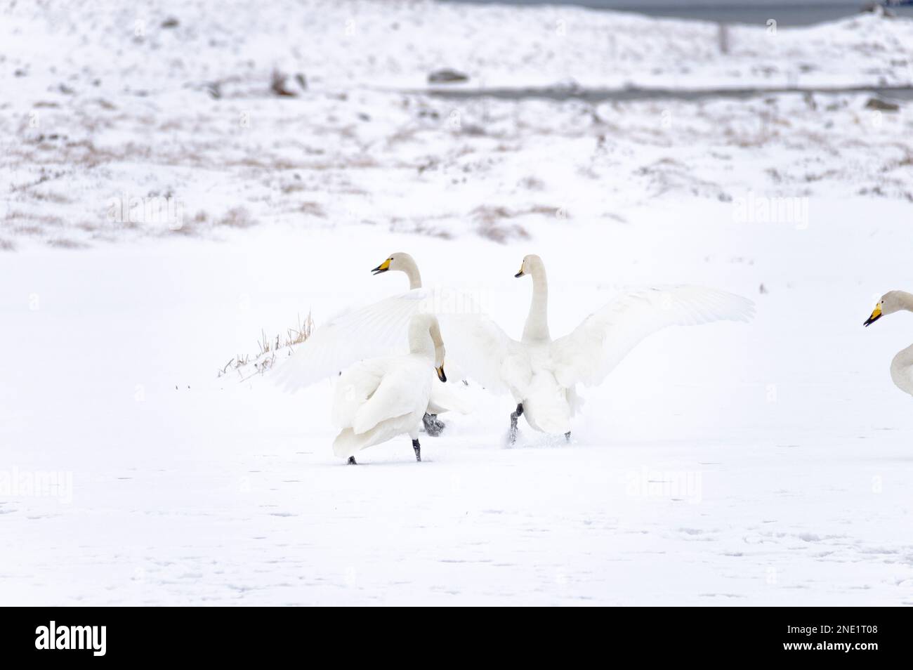 Swans playing in snow in Lofoten Stock Photo - Alamy