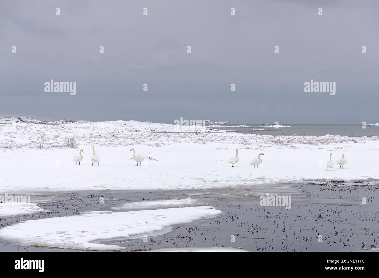 Swans playing in snow in Lofoten Stock Photo - Alamy