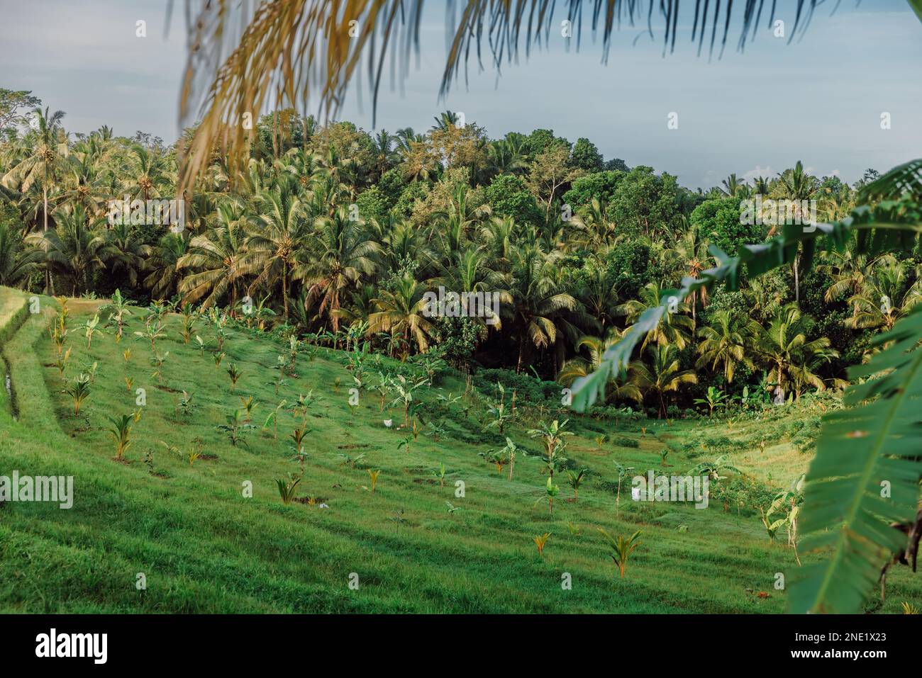 Rise terraces with coconut palm trees in tropical Bali island and ...