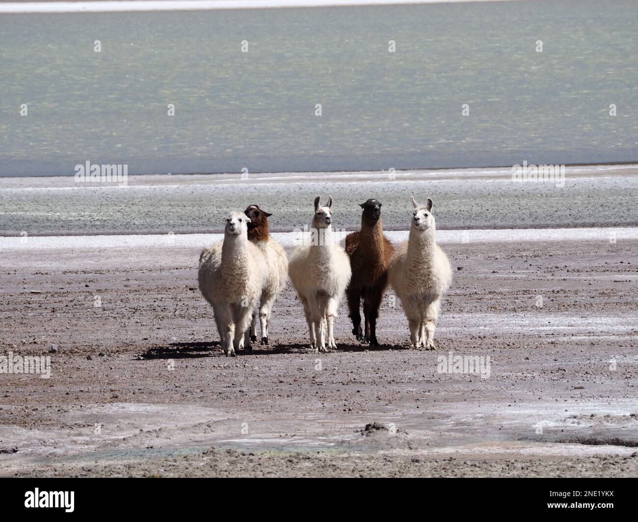Group of four llamas walking towards the camera on the Southwest ...