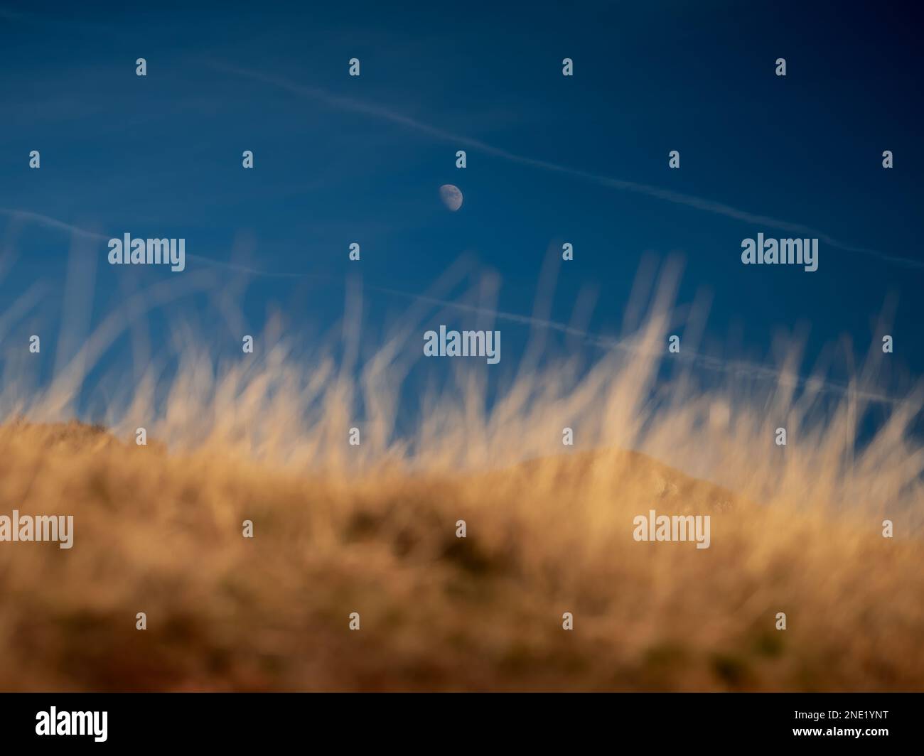 A majestic animal stands tall in the dry grass of a sun-filled field ...