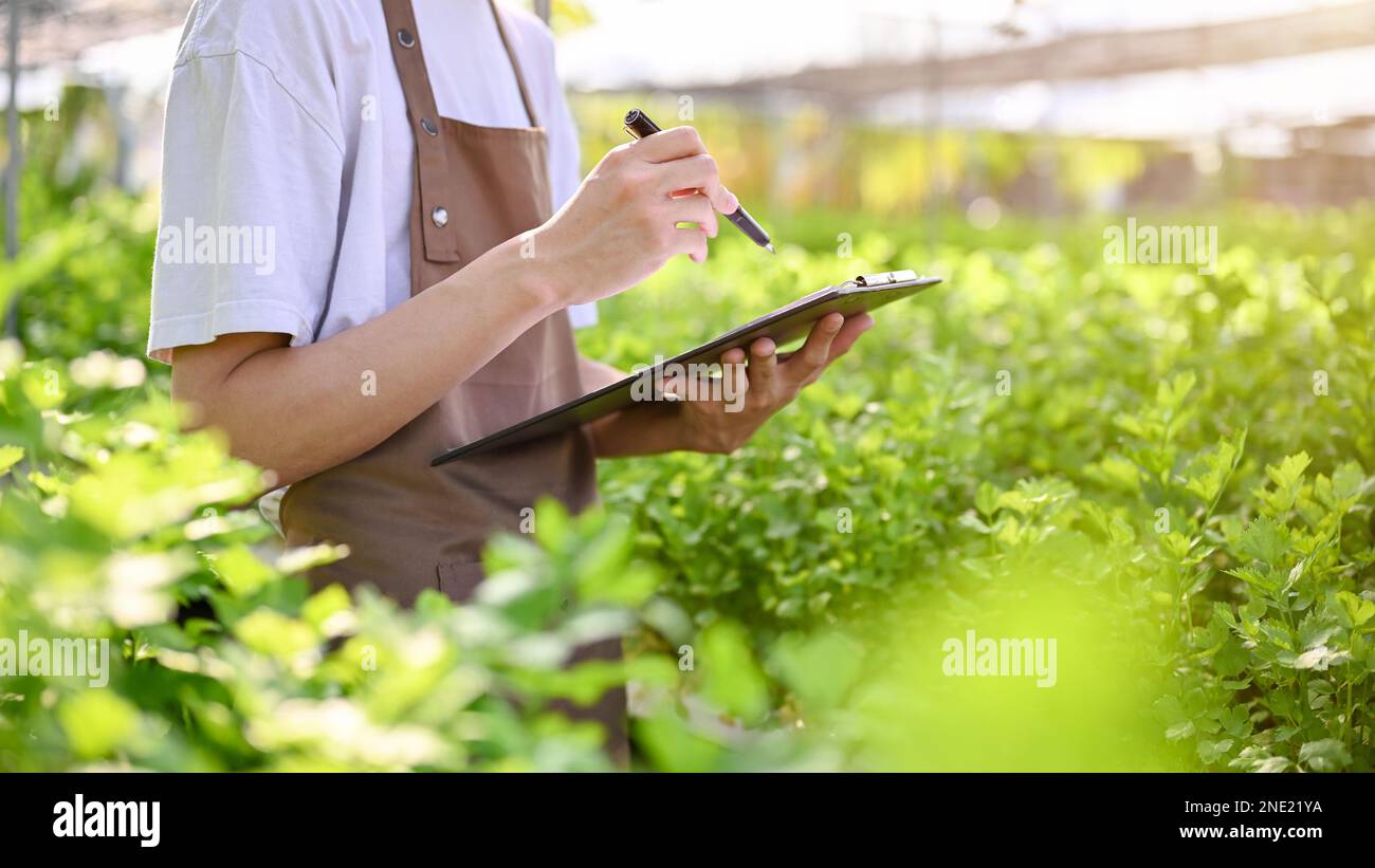 Cropped image of a professional male hydroponic farm owner or ...