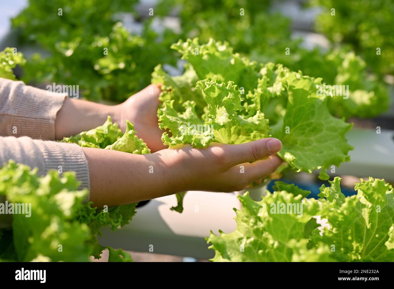 Close-up hands image, A female farmer's hands are picking or harvesting fresh organic salad ...