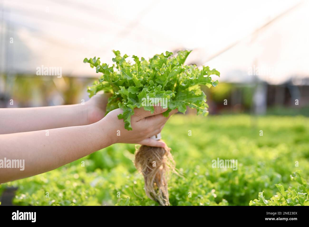 Woman picking salad in garden hi-res stock photography and images - Alamy