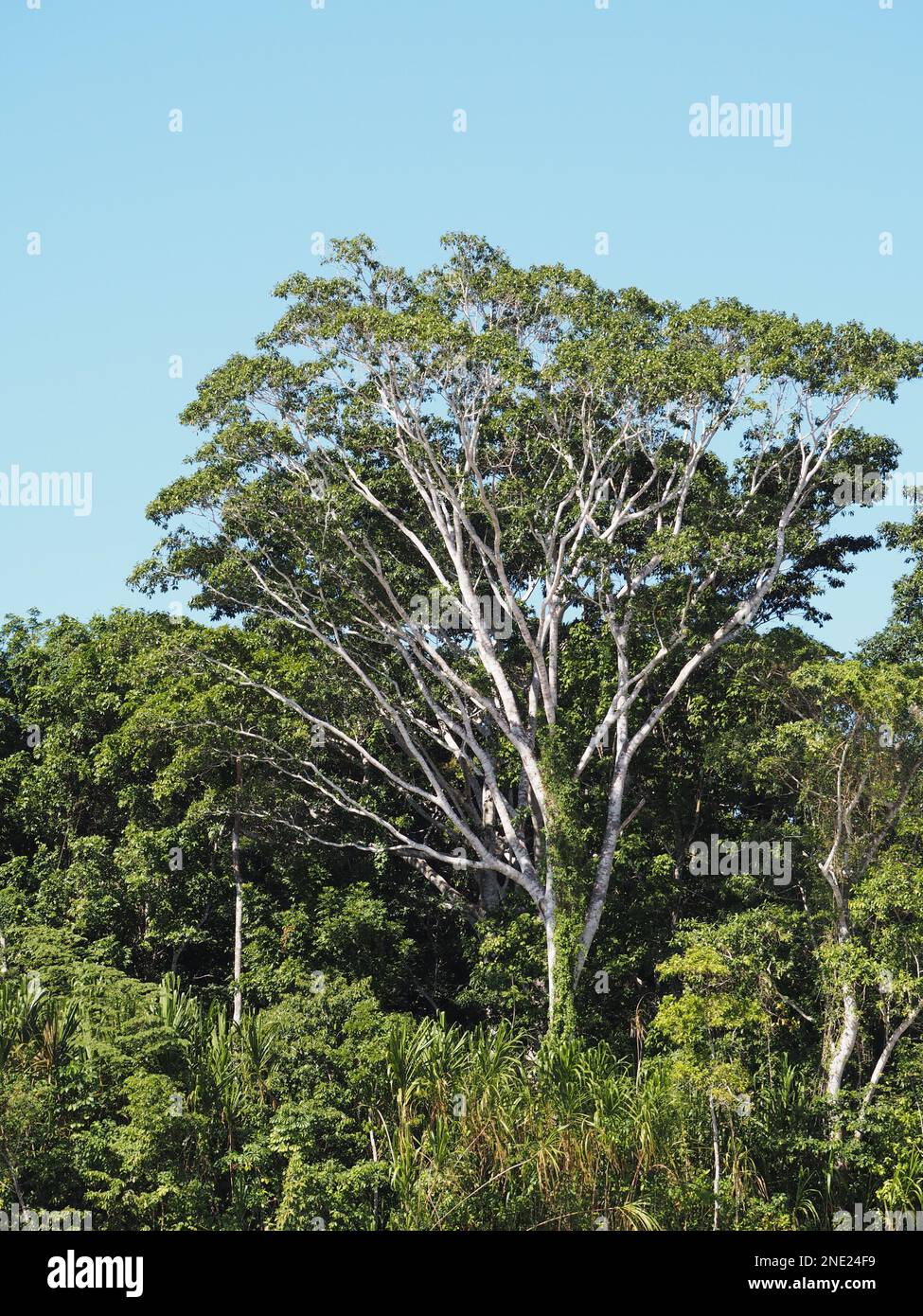 Amazon rainforest reserve hi-res stock photography and images - Alamy
