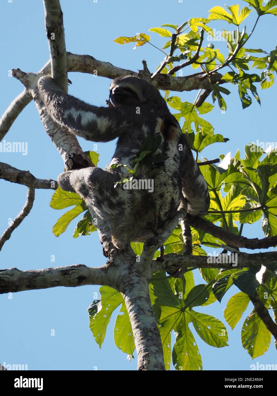 Sloth on a tree hi-res stock photography and images - Alamy