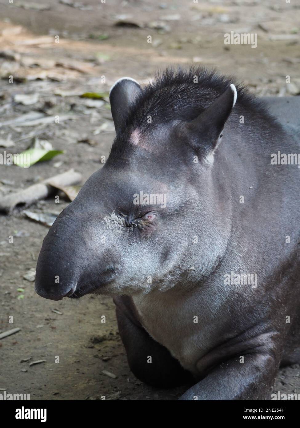Tapirus terrestris (Tapir Stock Photo - Alamy