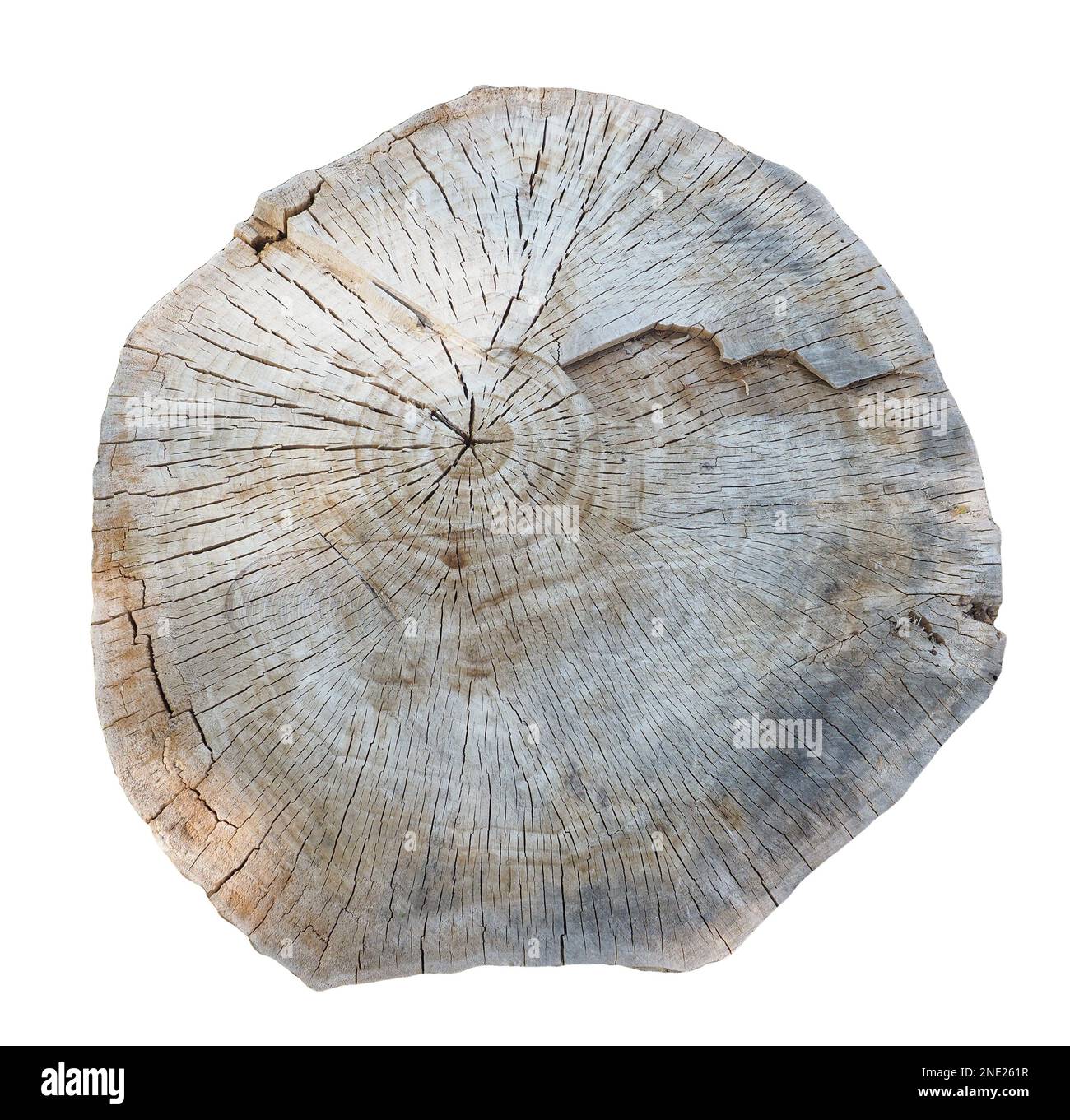 cross section of a tree trunk stump isolated over white background ...