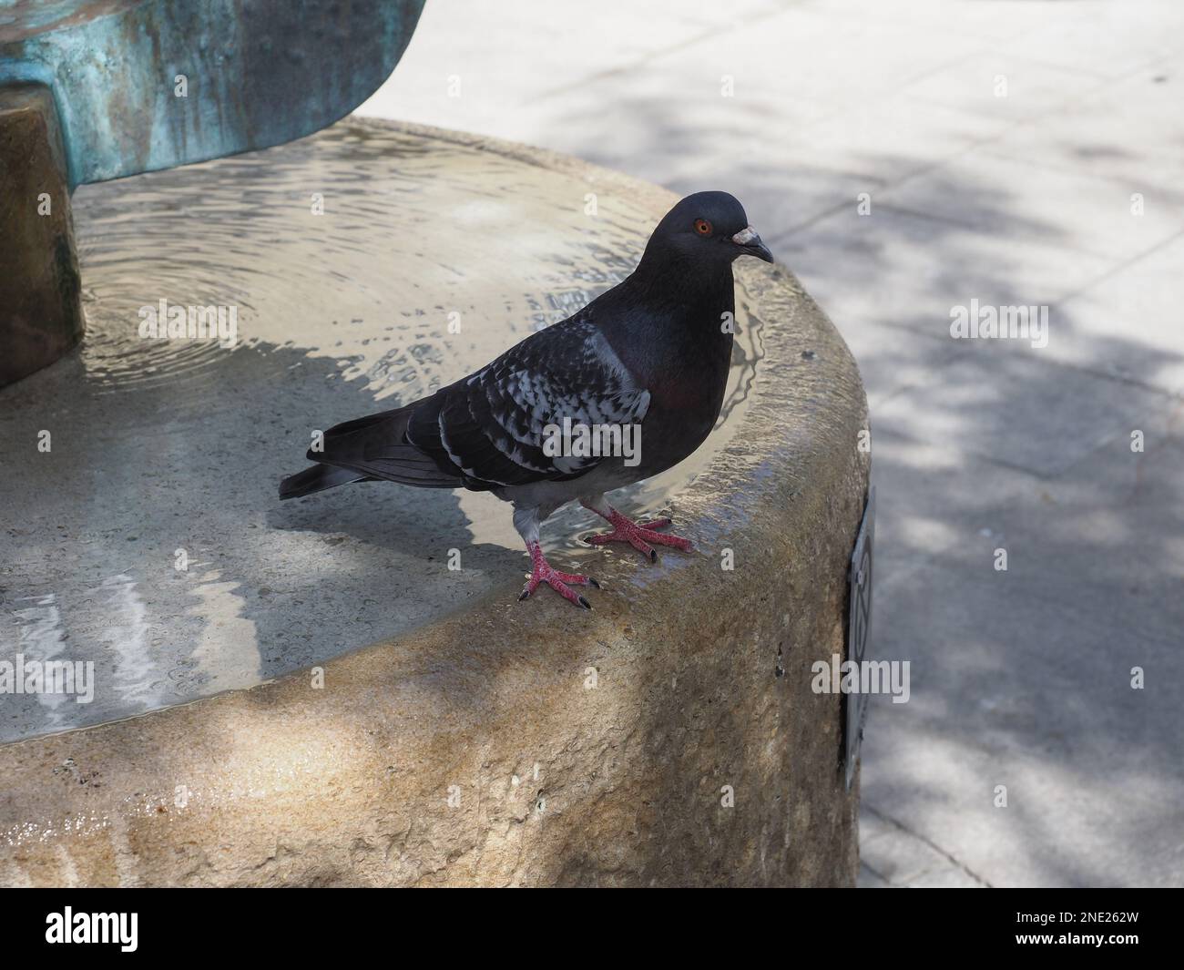 black domestic pigeon aka rock pigeon scientific name Columba livia ...