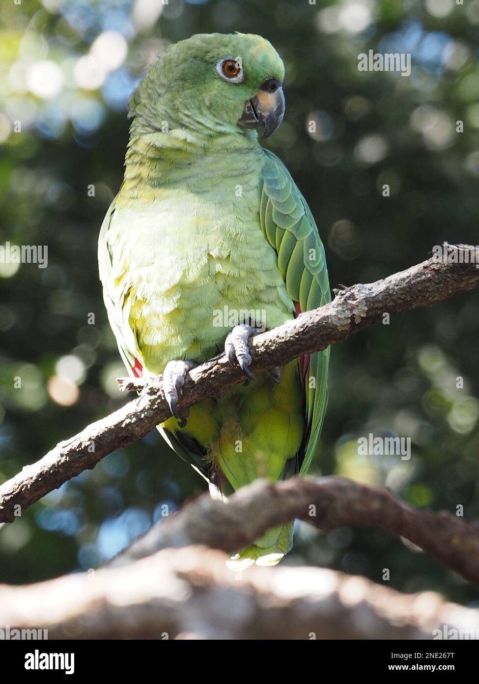 Amazona farinosa farinosa (Southern mealy parrot) in Bolivia Stock ...
