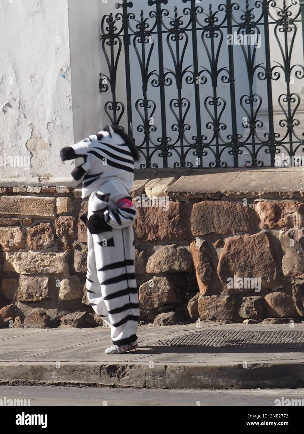 Zebras of la paz hi-res stock photography and images - Alamy
