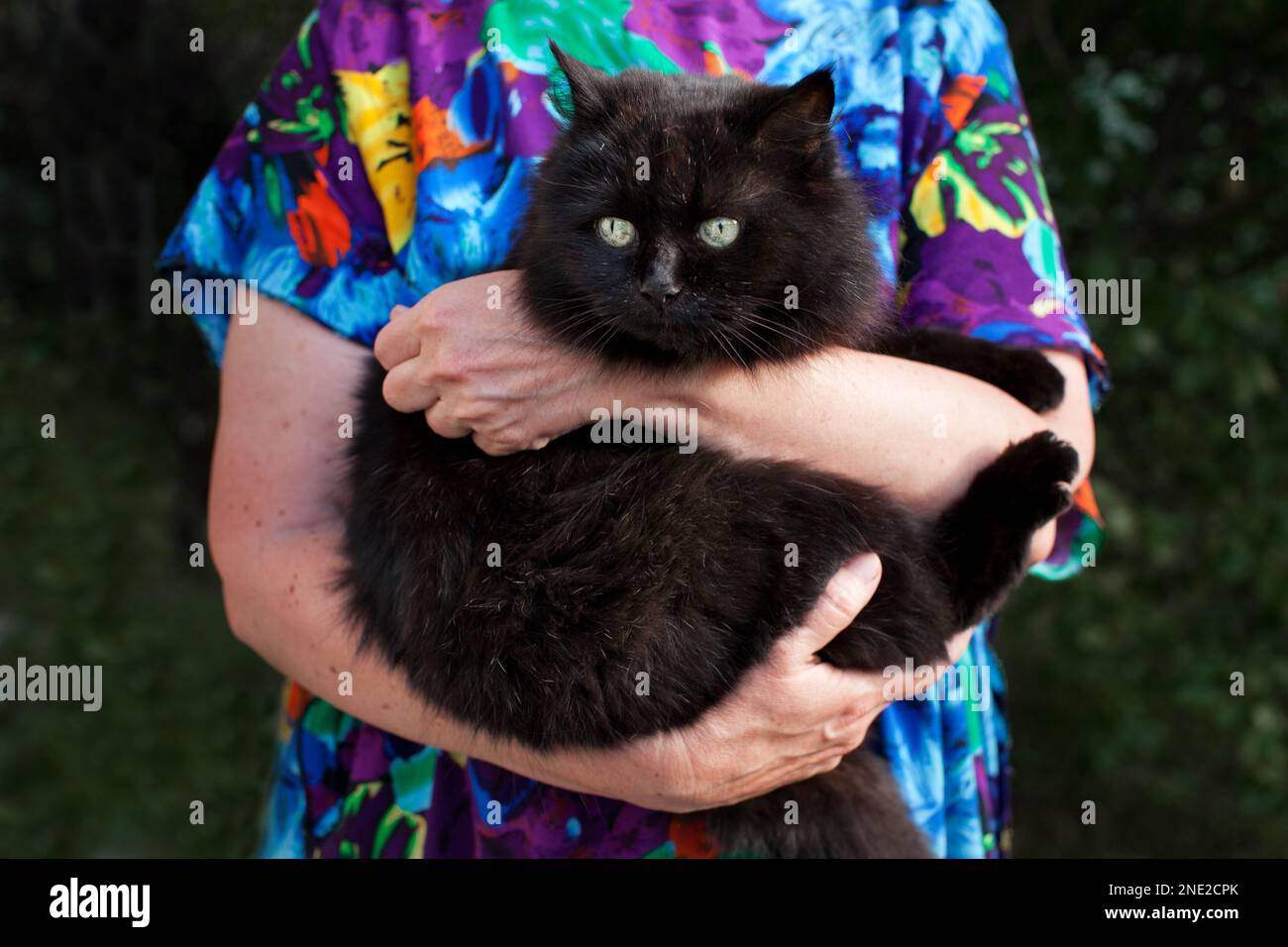 Black fluffy cat in arms of woman looking at camera Stock Photo - Alamy