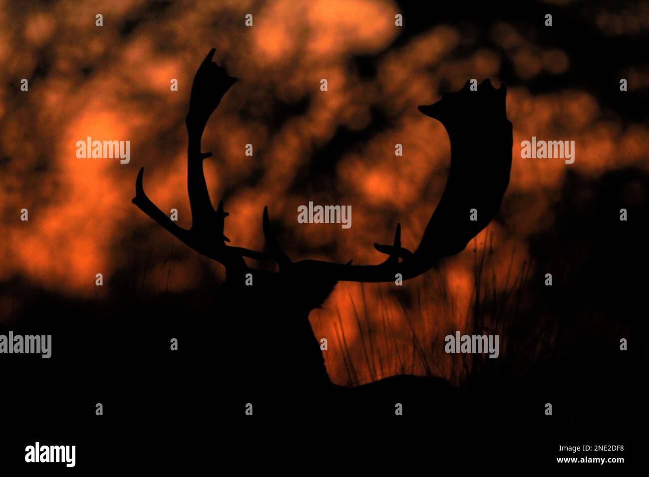 Deer Silhouette with Fiery Orange Sunset Background Stock Photo - Alamy