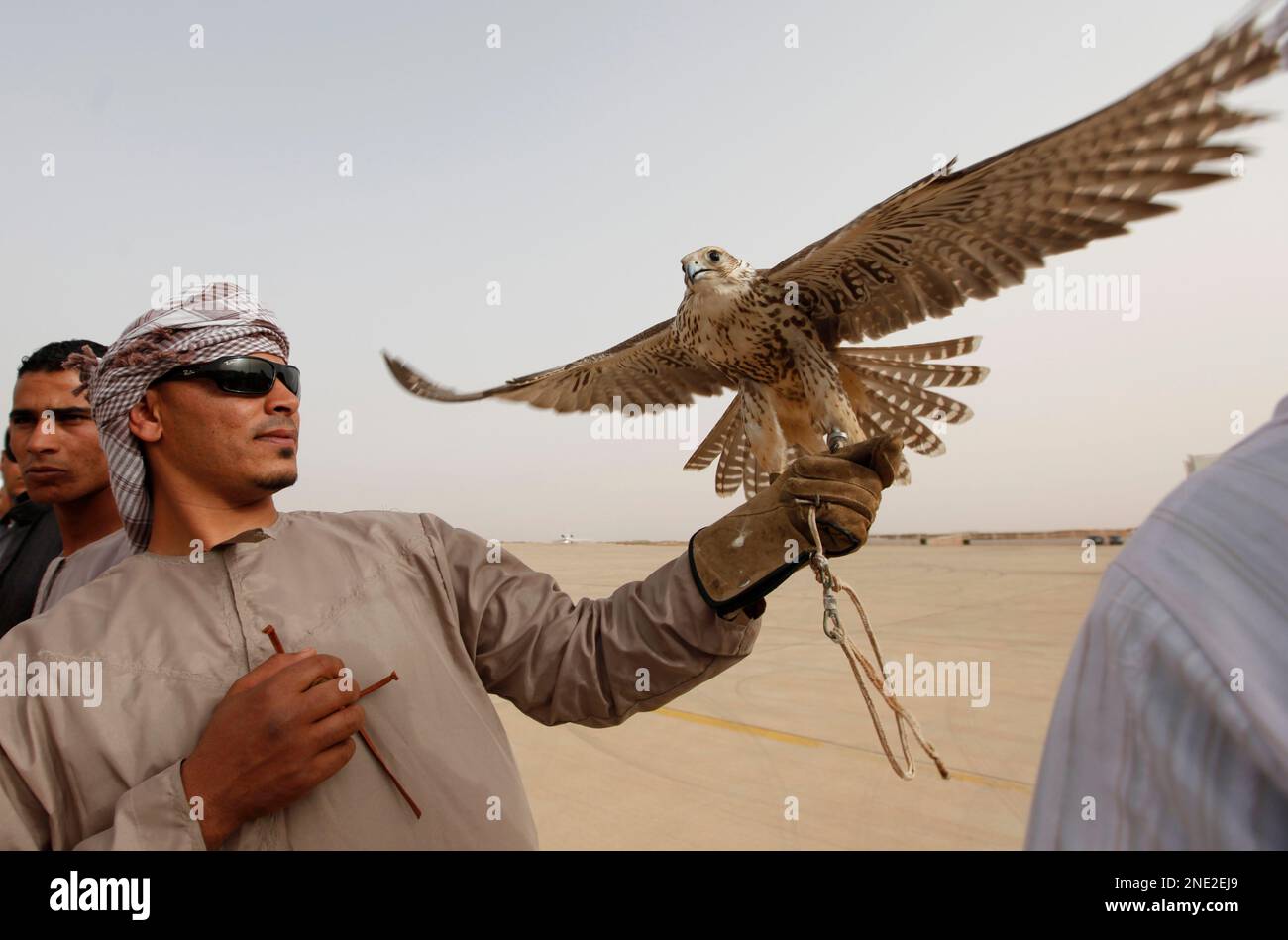A Libyan hawk breeder shows off his hawk at Sirte airportas part of a ...