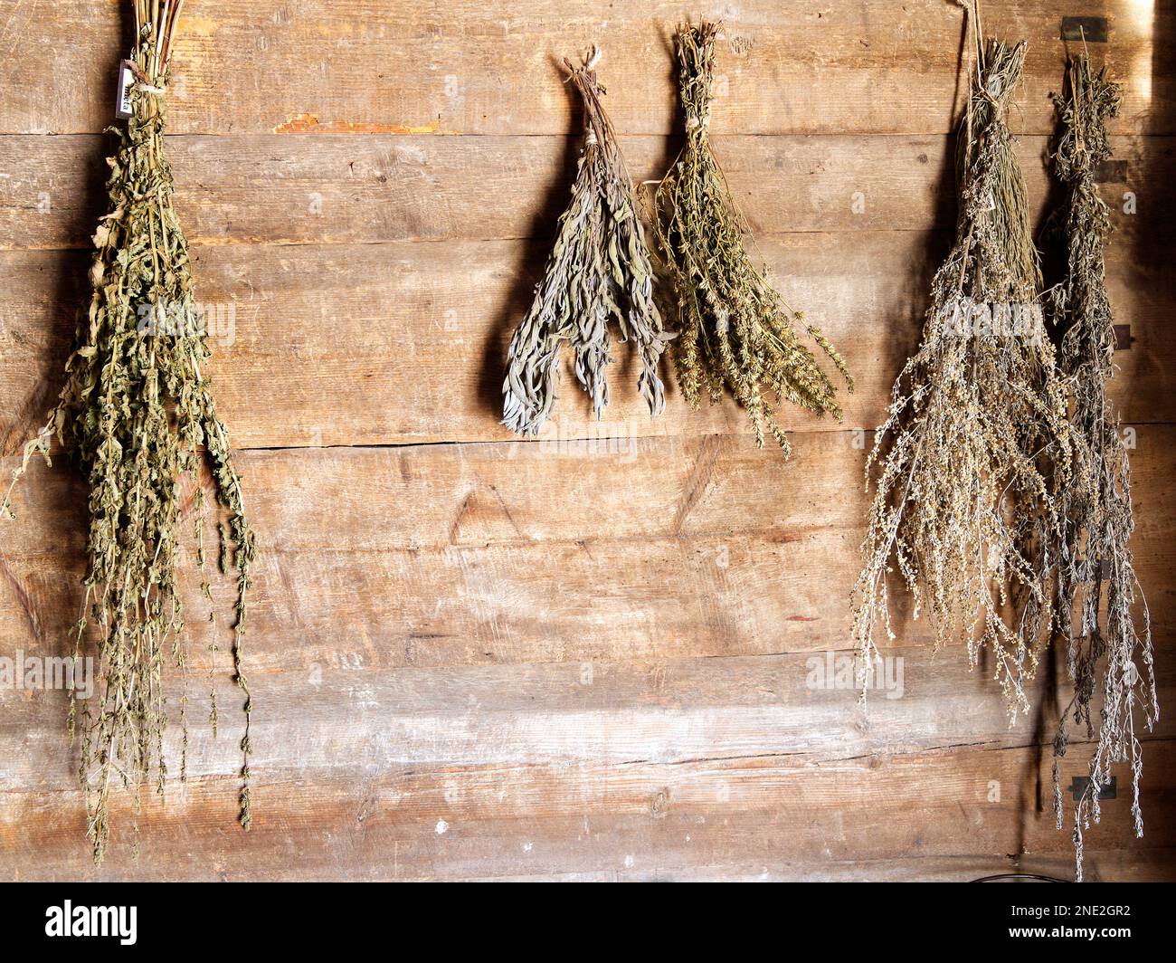 herbs and flowers drying on wall of ancient timber farmhouse in poland ...