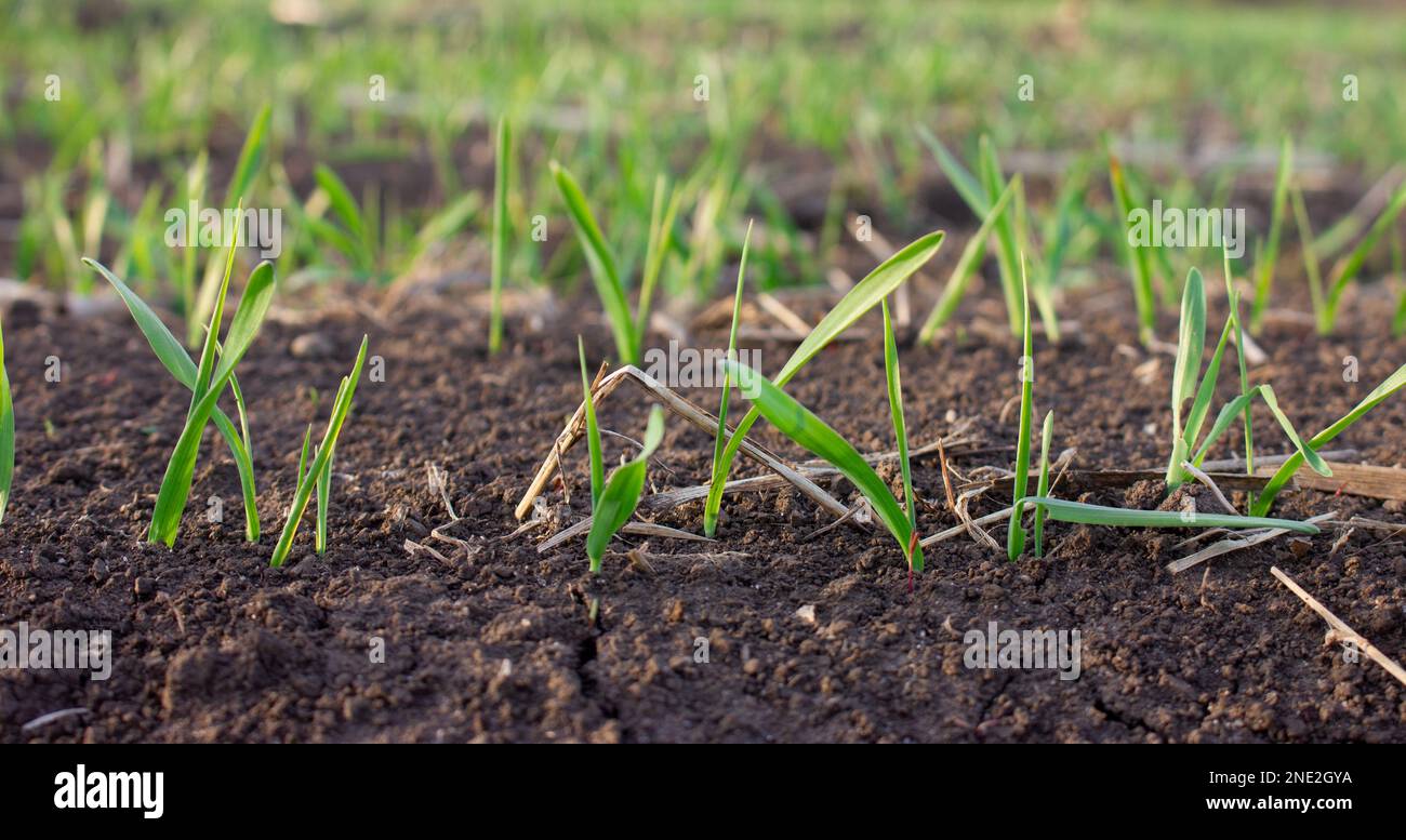 Barley leaves that sprouted from the ground in spring. Close-up of ...