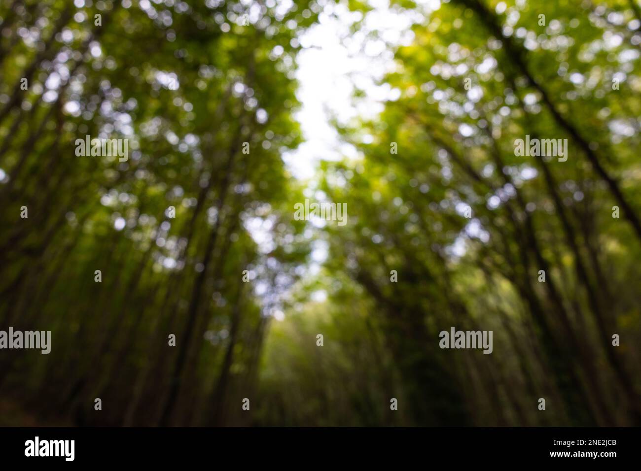 Blurry or defocused forest background photo. Forest blurred view Stock ...