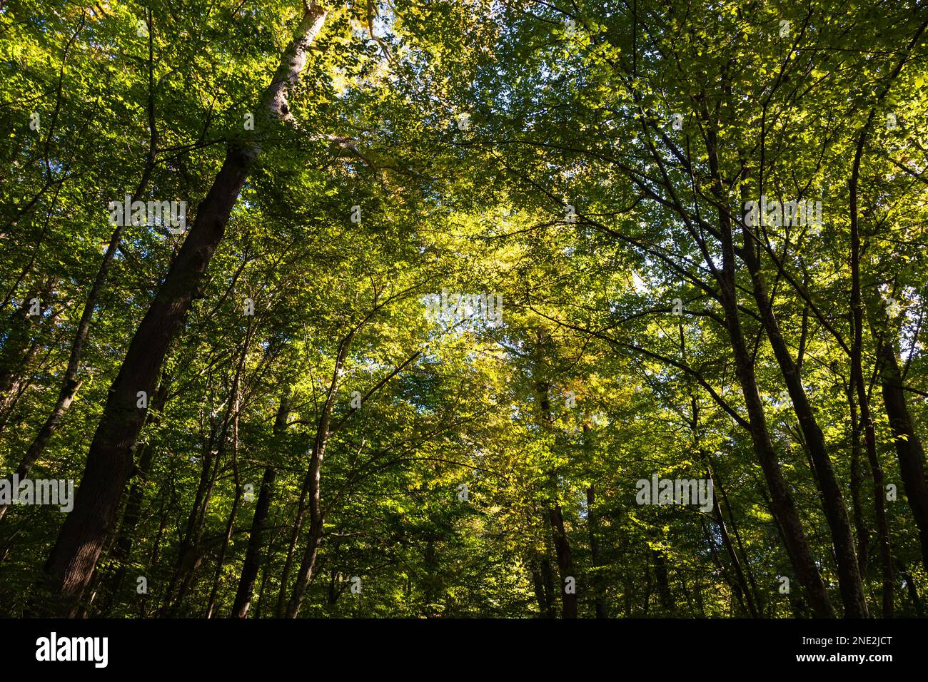 Forest view. Lush forest with sunlight. Carbon net zero concept photo ...