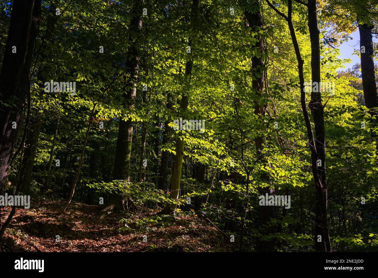 Beautiful forest view hi-res stock photography and images - Alamy