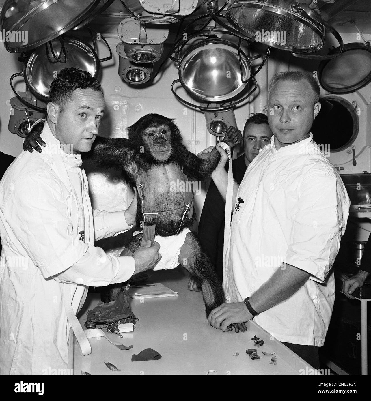 Ham, the chimp, who rode into space ahead of man, is shown just prior ...