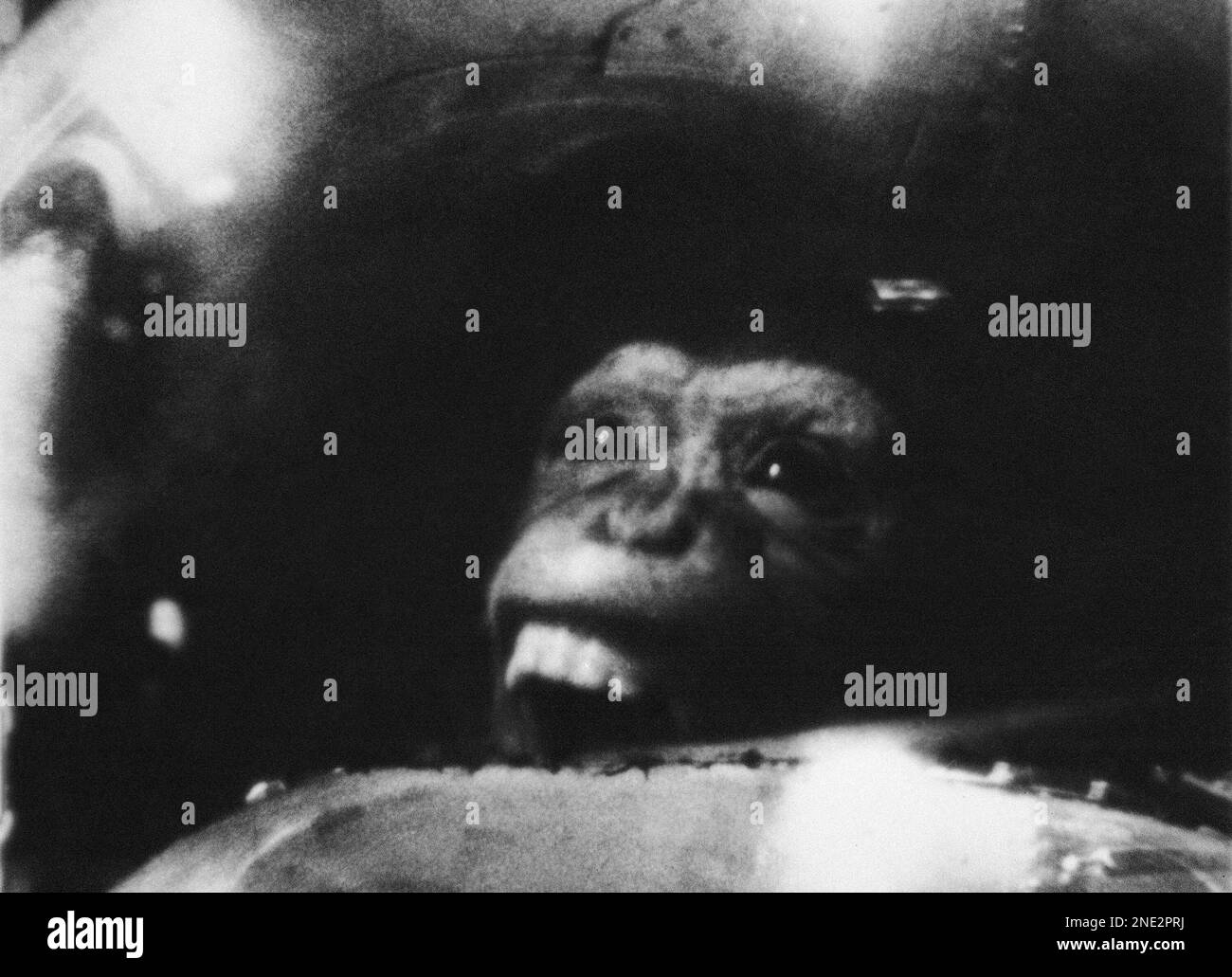 This is how Ham the chimp appeared in his capsule during his space ...