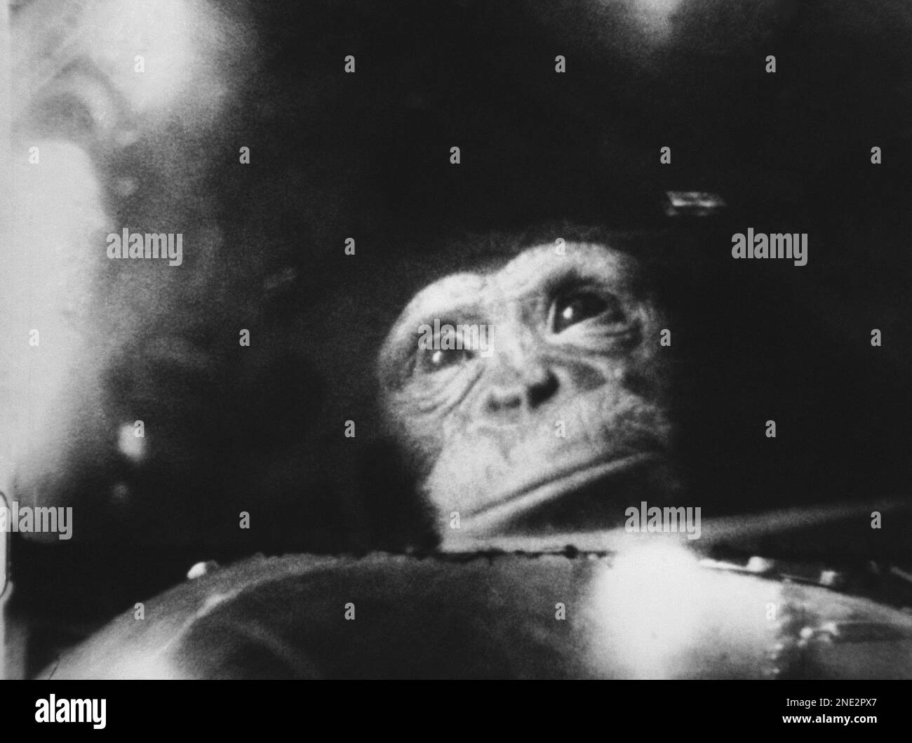 This is How Ham, the space chimp, appeared in his space capsule during ...