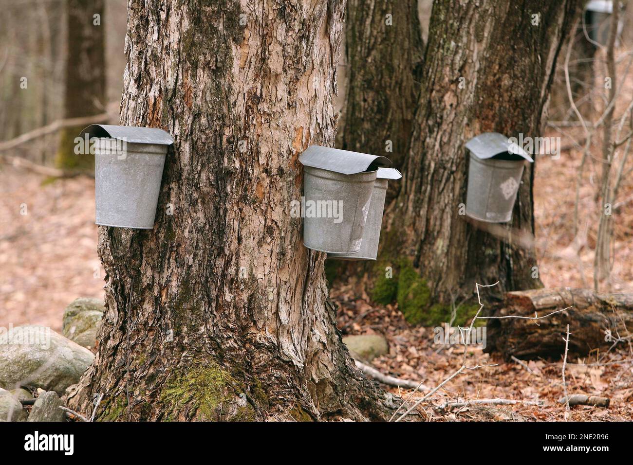 Sap buckets are seen on maple trees in Canterbury, N.H., Wednesday ...