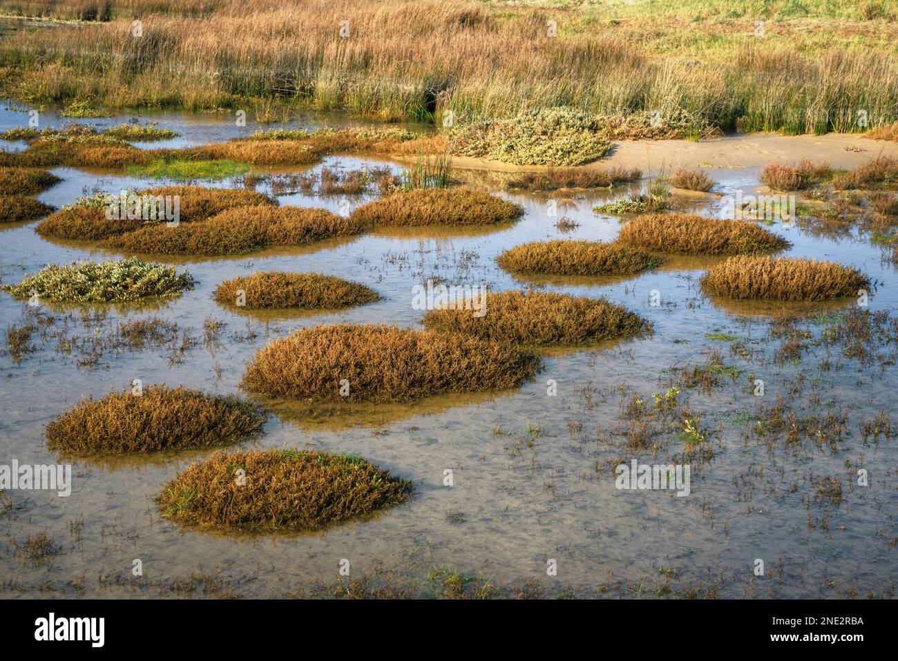 Intertidal plants form circular structures in a pool between the dunes ...